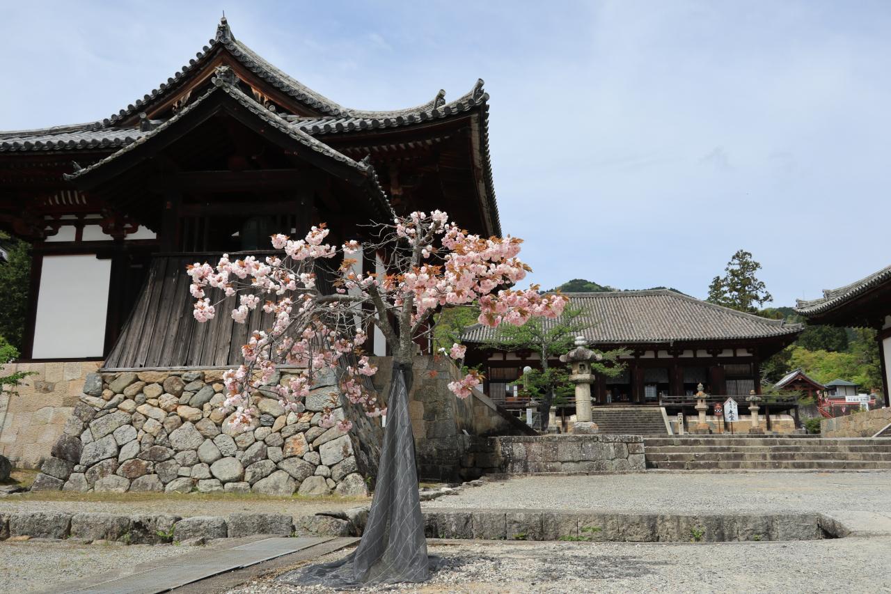 Taimadera Temple, Dan Cerita Legenda Putri Chujo